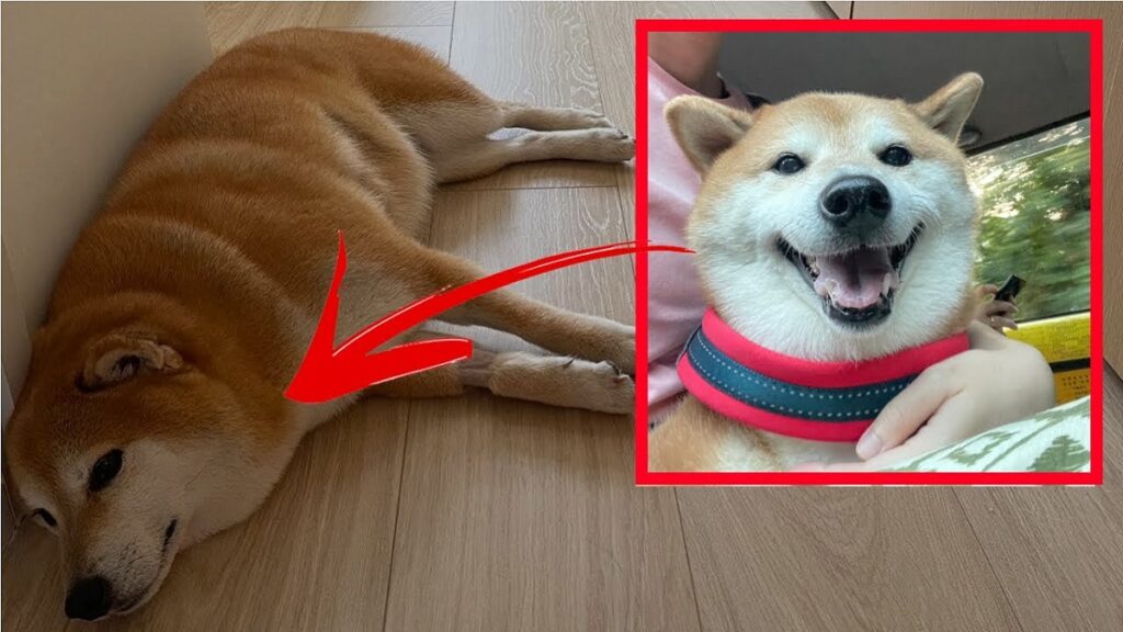 Cheems Dog Death: What Was Cheems Balltze Death Cause?